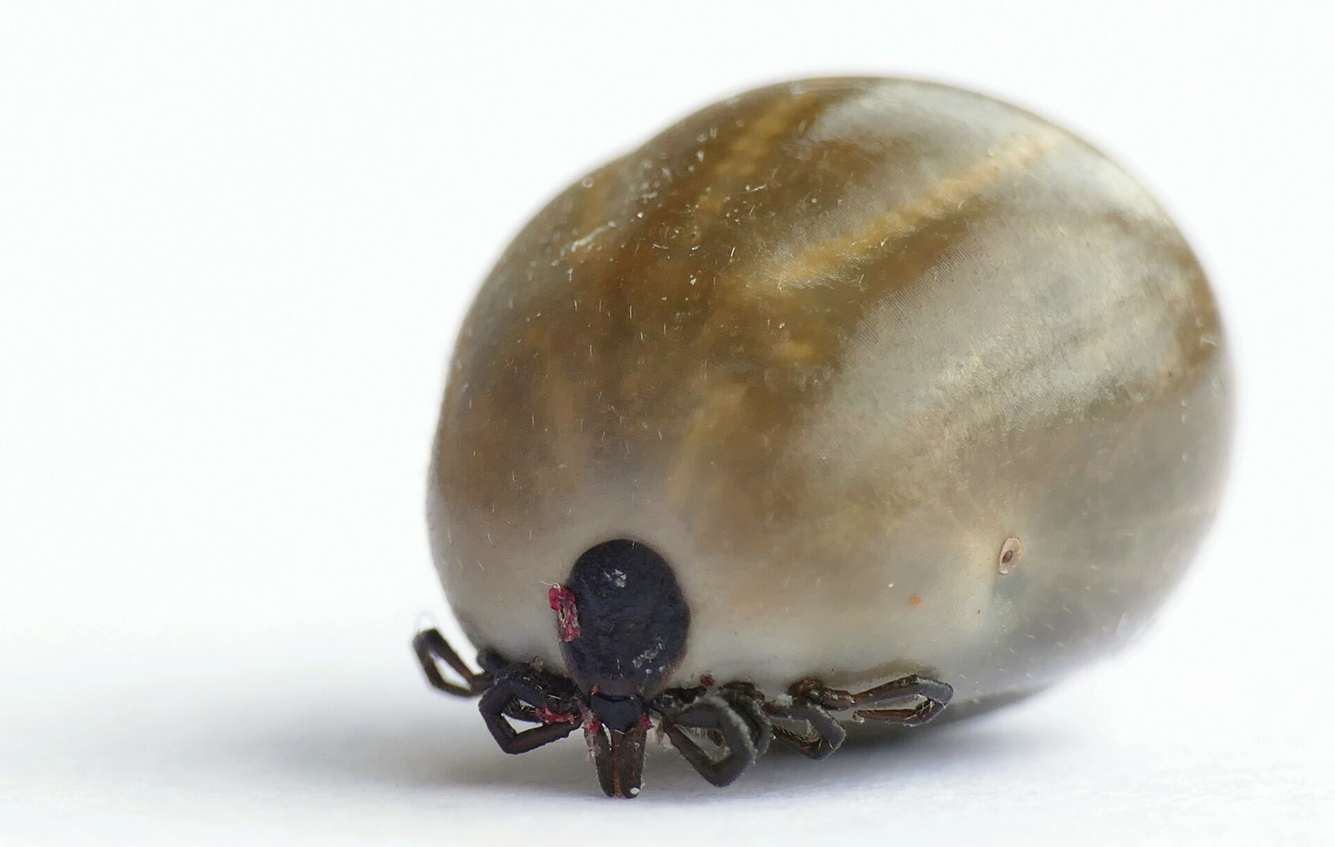 Tick Talk: Blood-sucking arachnids spread disease in Northern ...
