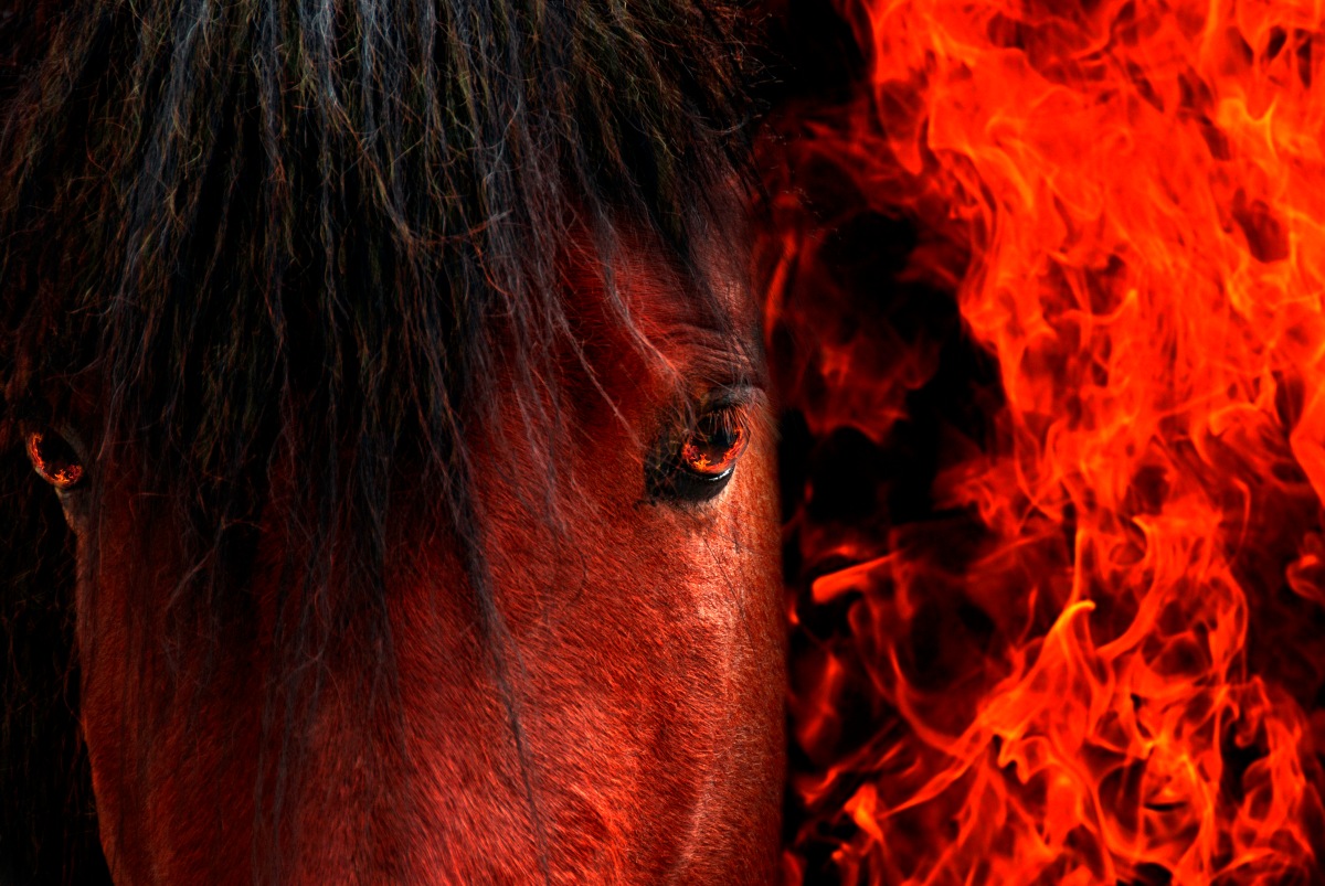 Year of the Fire Horse, Chinese Lunar New Year Begins | Bohemian ...